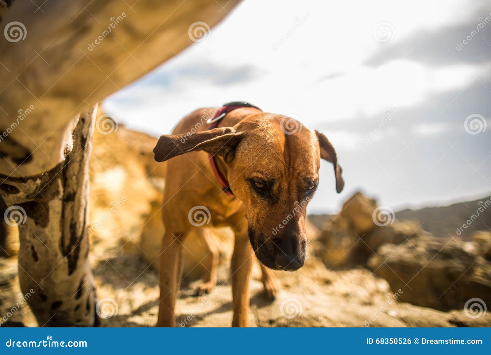 Rhodesian Ridgeback Dog Shaking on Rocks Stock Photo - Image of blue ...