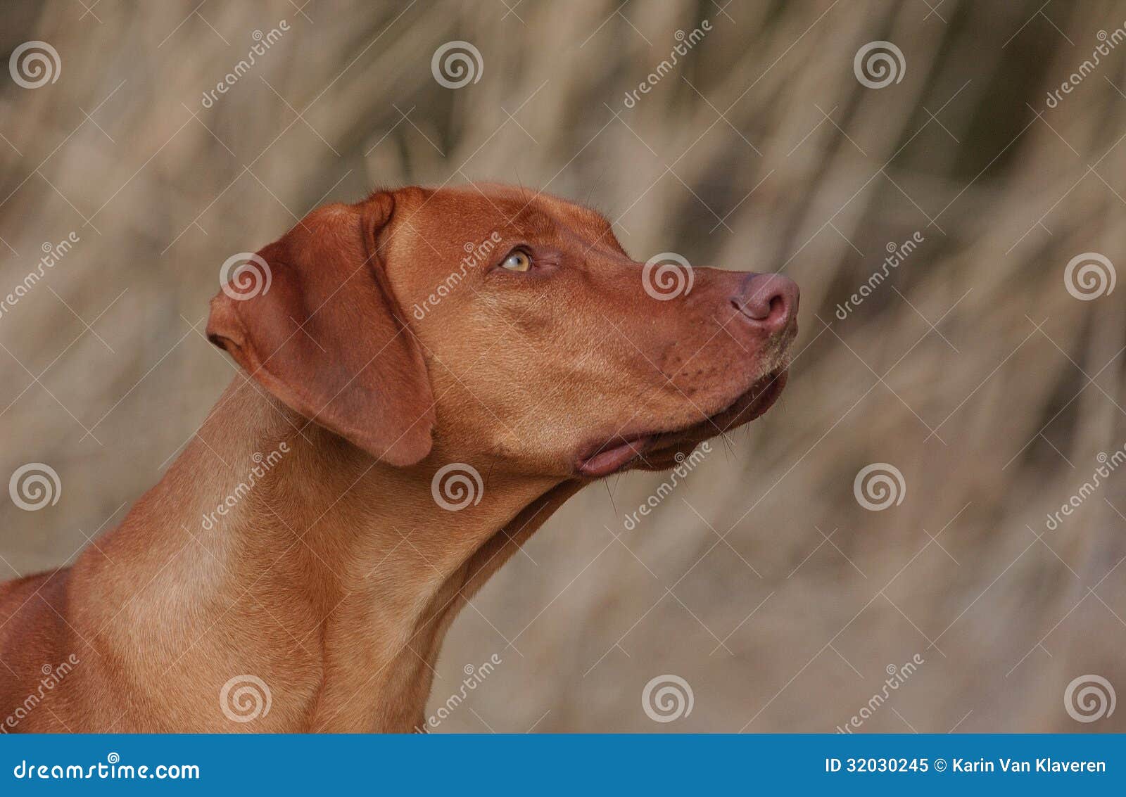 Rhodesian Ridgeback dog stock image. Image of brown, outside - 32030245