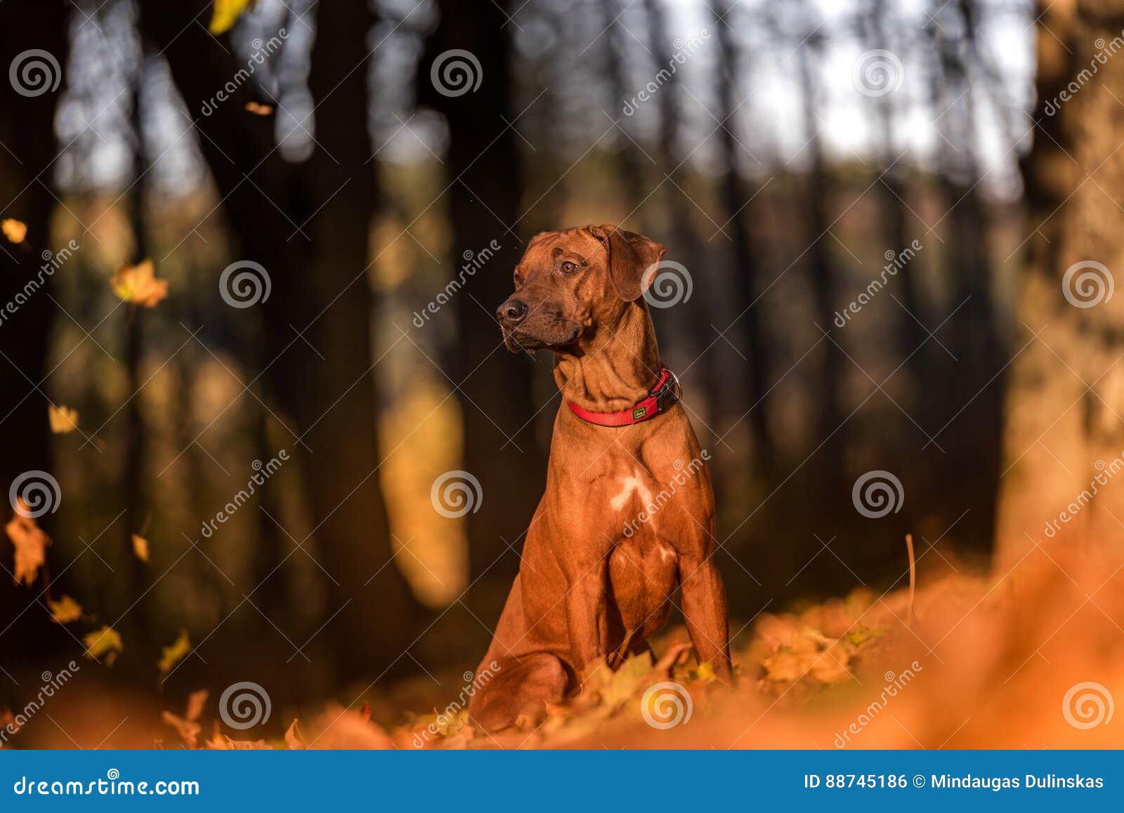 Rhodesian Ridgeback Dog is Sitting on the Ground. Falling Autumn Stock ...