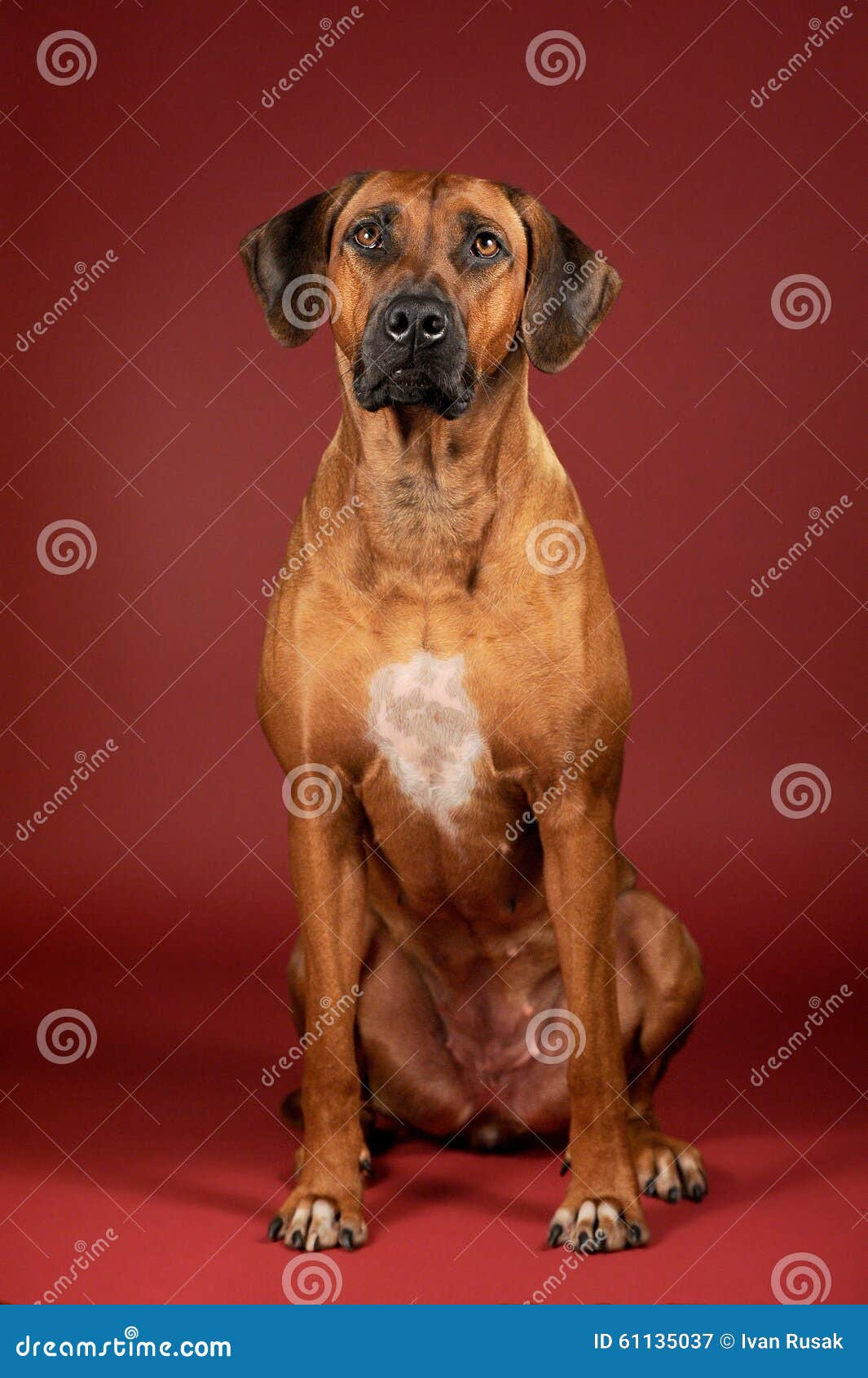 Rhodesian Ridgeback Dog Sitting on the Vinous Background Stock Image ...
