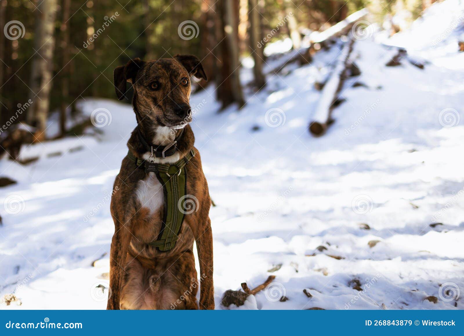 Rhodesian Ridgeback Dog in Snow Covered Forest Stock Image - Image of ...