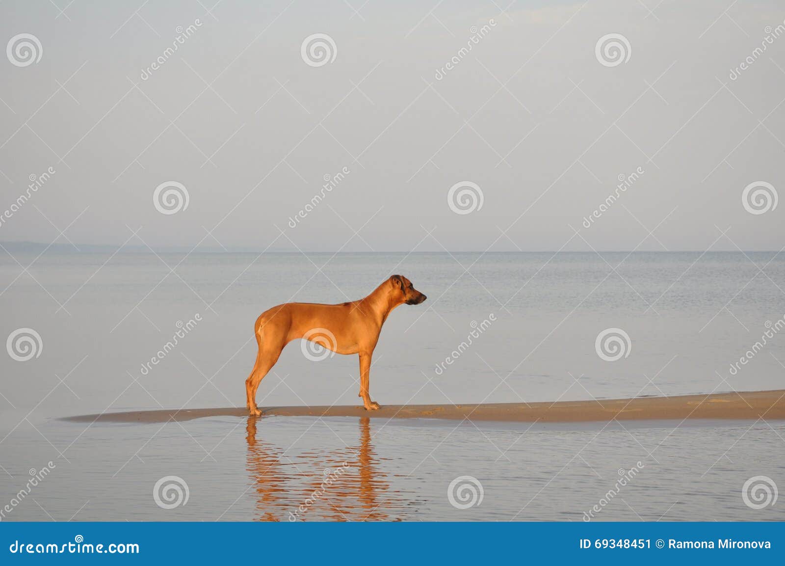 Ridgeback Classic Photos - Free & Royalty-Free Stock Photos from Dreamstime
