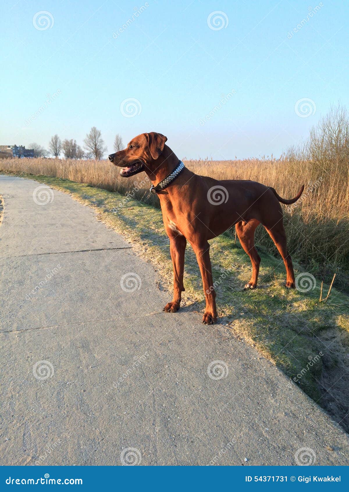 Rhodesian Ridgeback Dog Standing Stock Image - Image of view ...