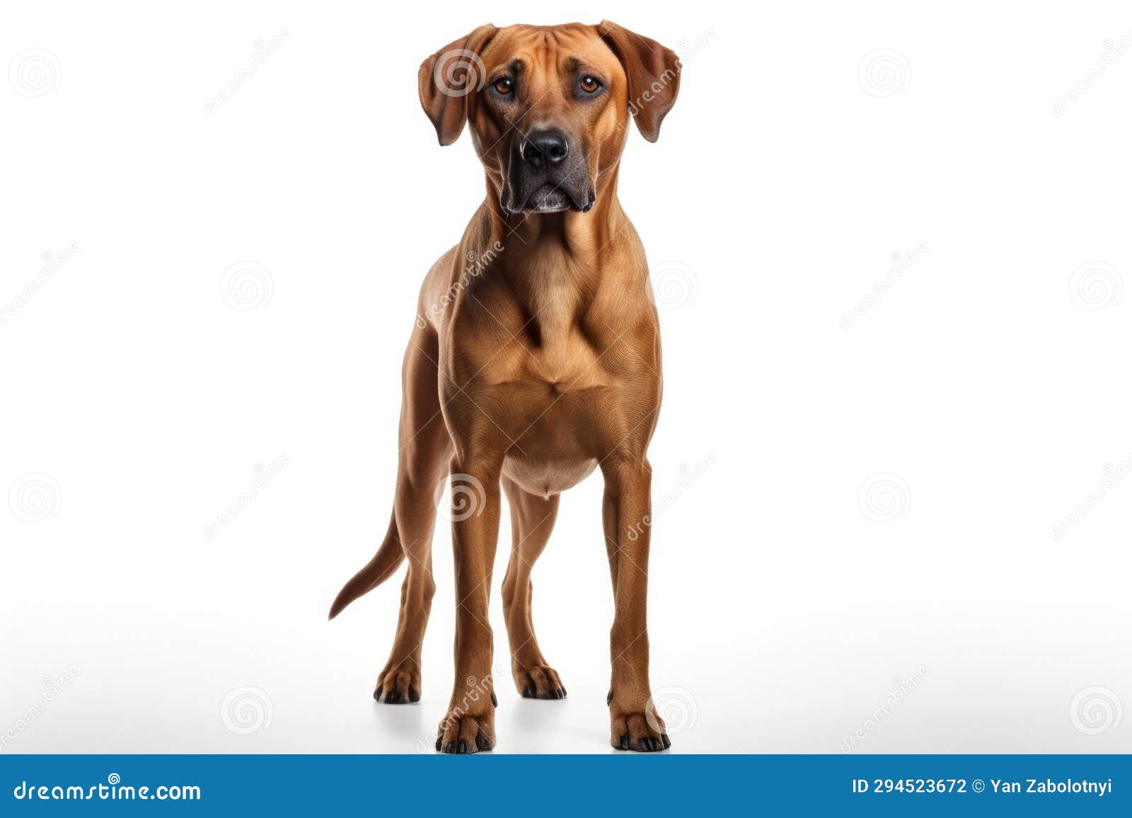 Rhodesian Ridgeback Dog Stands on a White Background Stock Illustration ...