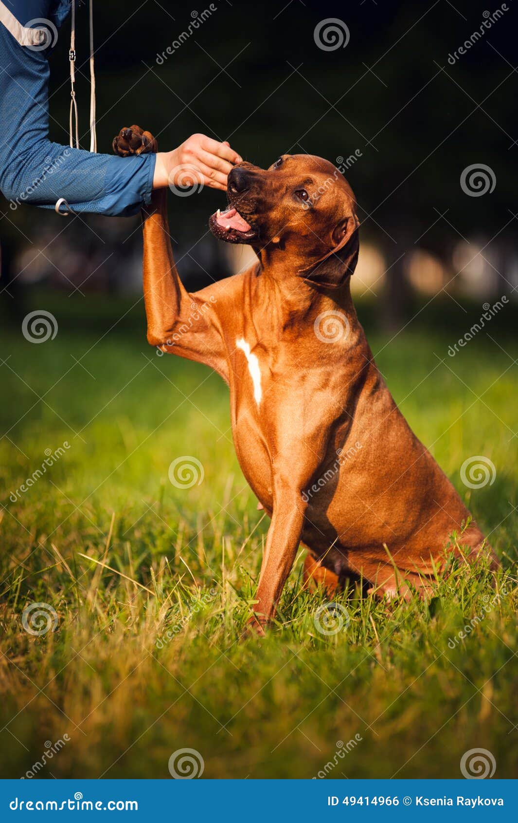 Rhodesian Ridgeback Dog Training Stock Photo - Image of beige, brown ...
