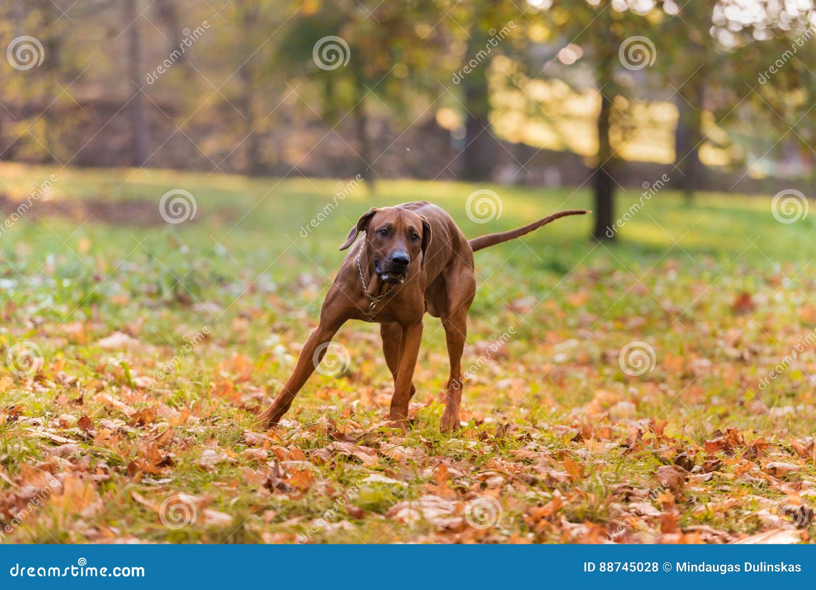 Rhodesian Ridgeback Dog is Waiting for Command. Stock Photo - Image of ...