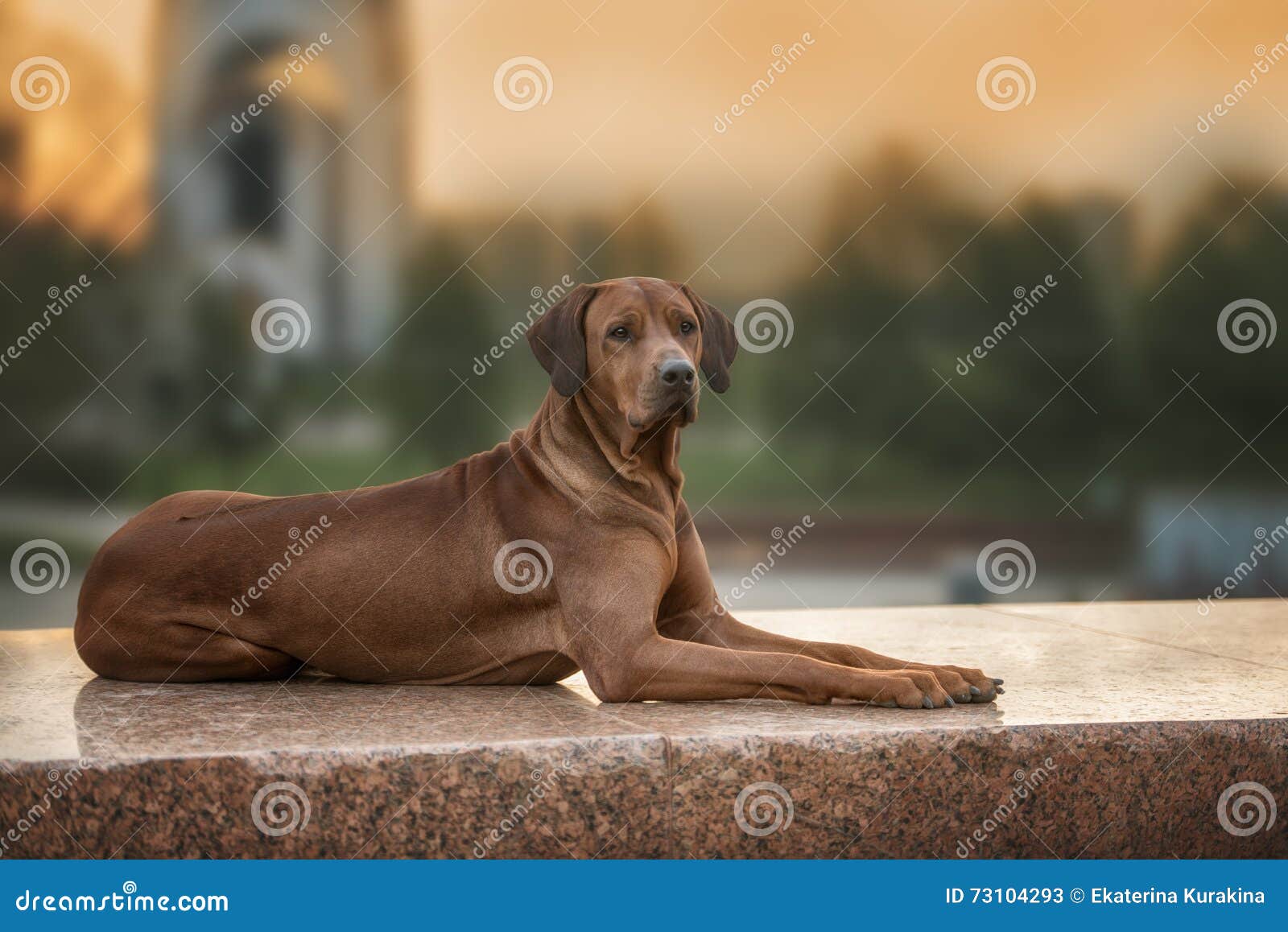Rhodesian Ridgeback Dog on the Wall Stock Image - Image of religious ...