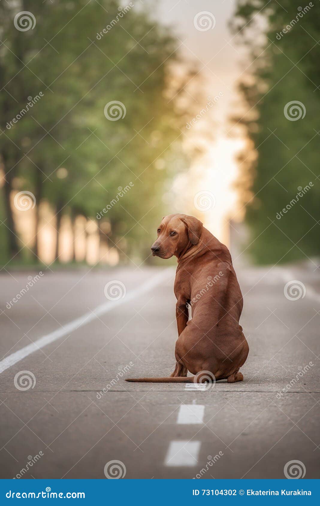 Rhodesian Ridgeback Dog on the Wall Stock Photo - Image of rhodesian ...