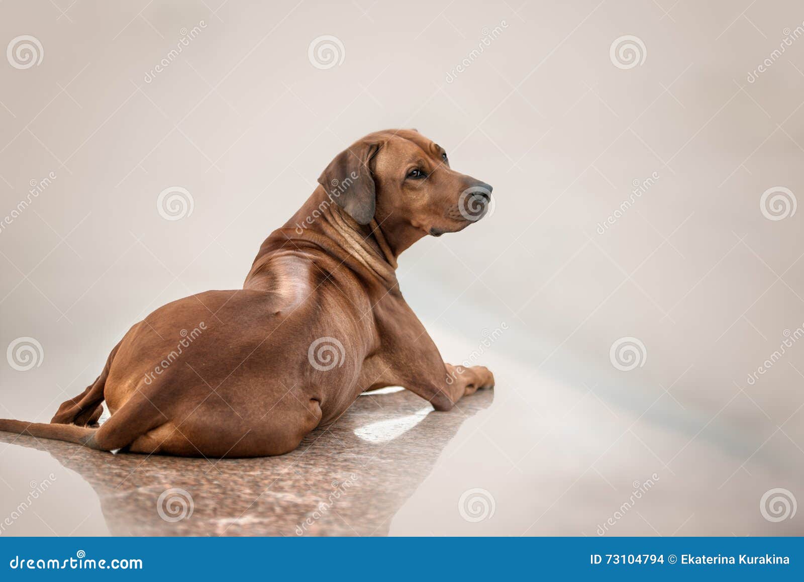 Rhodesian Ridgeback Dog on the Wall Stock Photo - Image of blue, animal ...