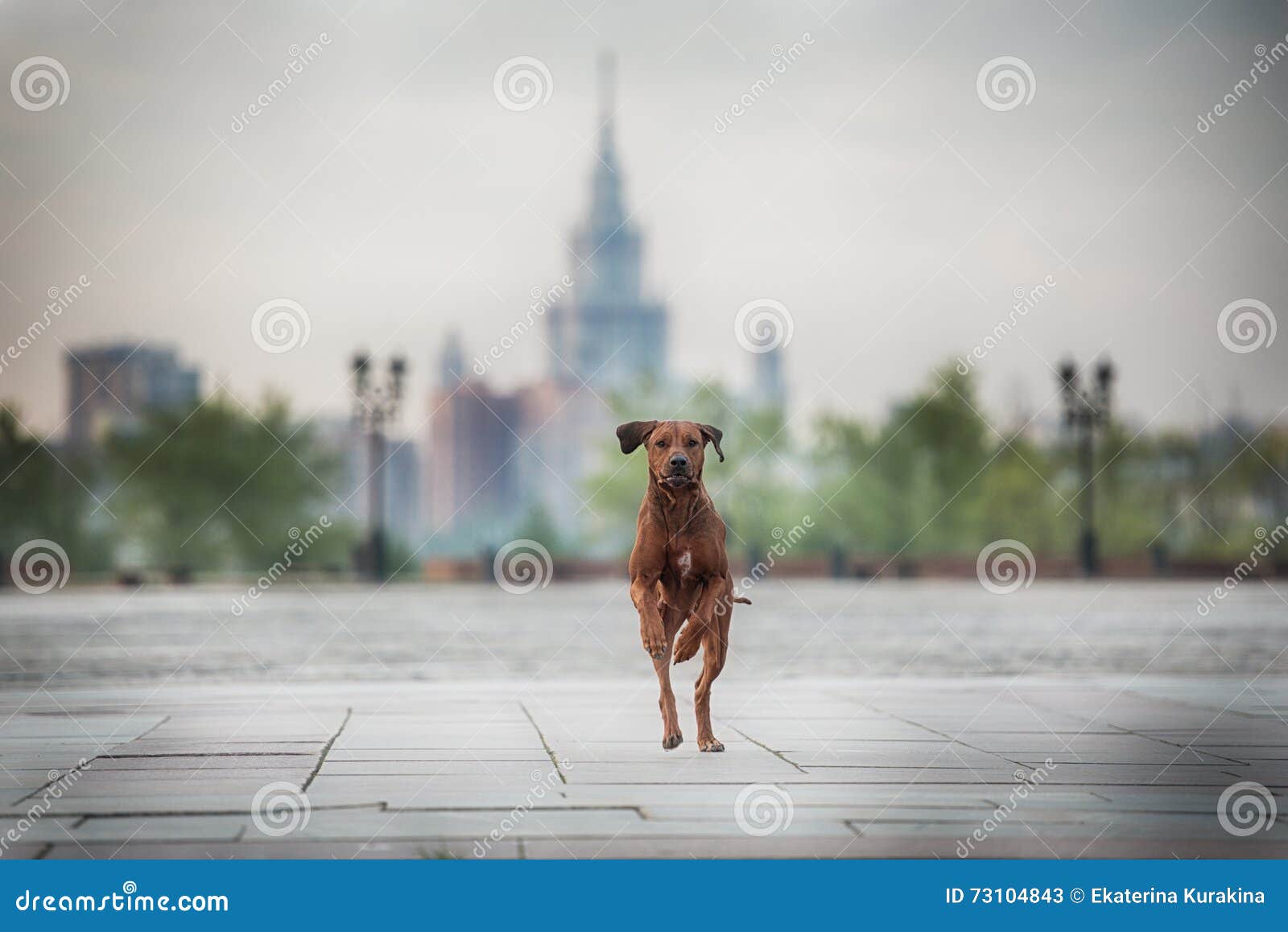 Rhodesian Ridgeback Dog on the Wall Stock Image - Image of dome, church ...