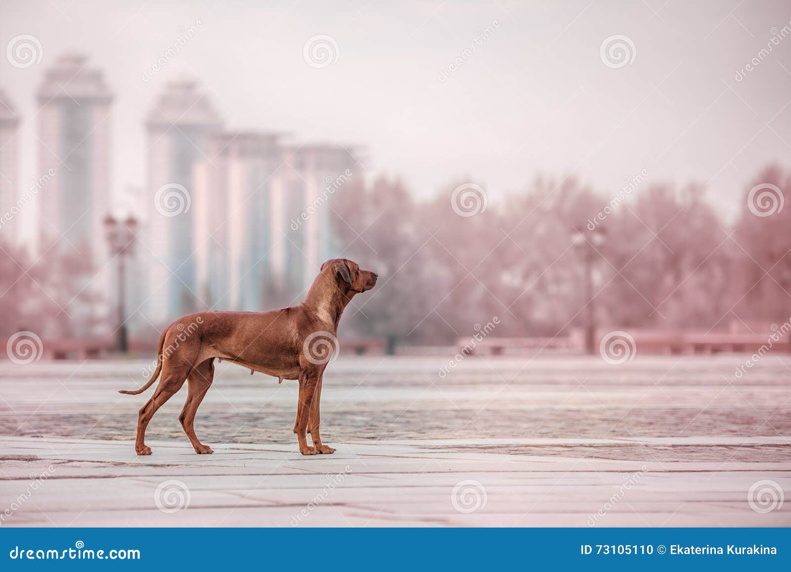 Rhodesian Ridgeback Dog on the Wall Stock Photo - Image of ridgeback ...