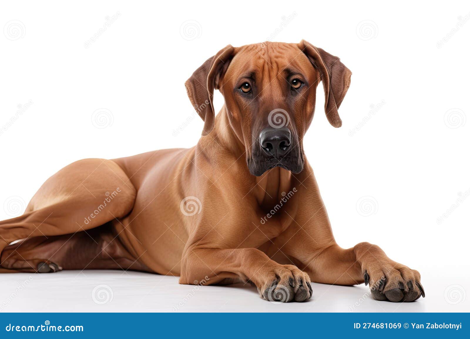 Rhodesian Ridgeback Dog on White Background. Generative AI Stock ...