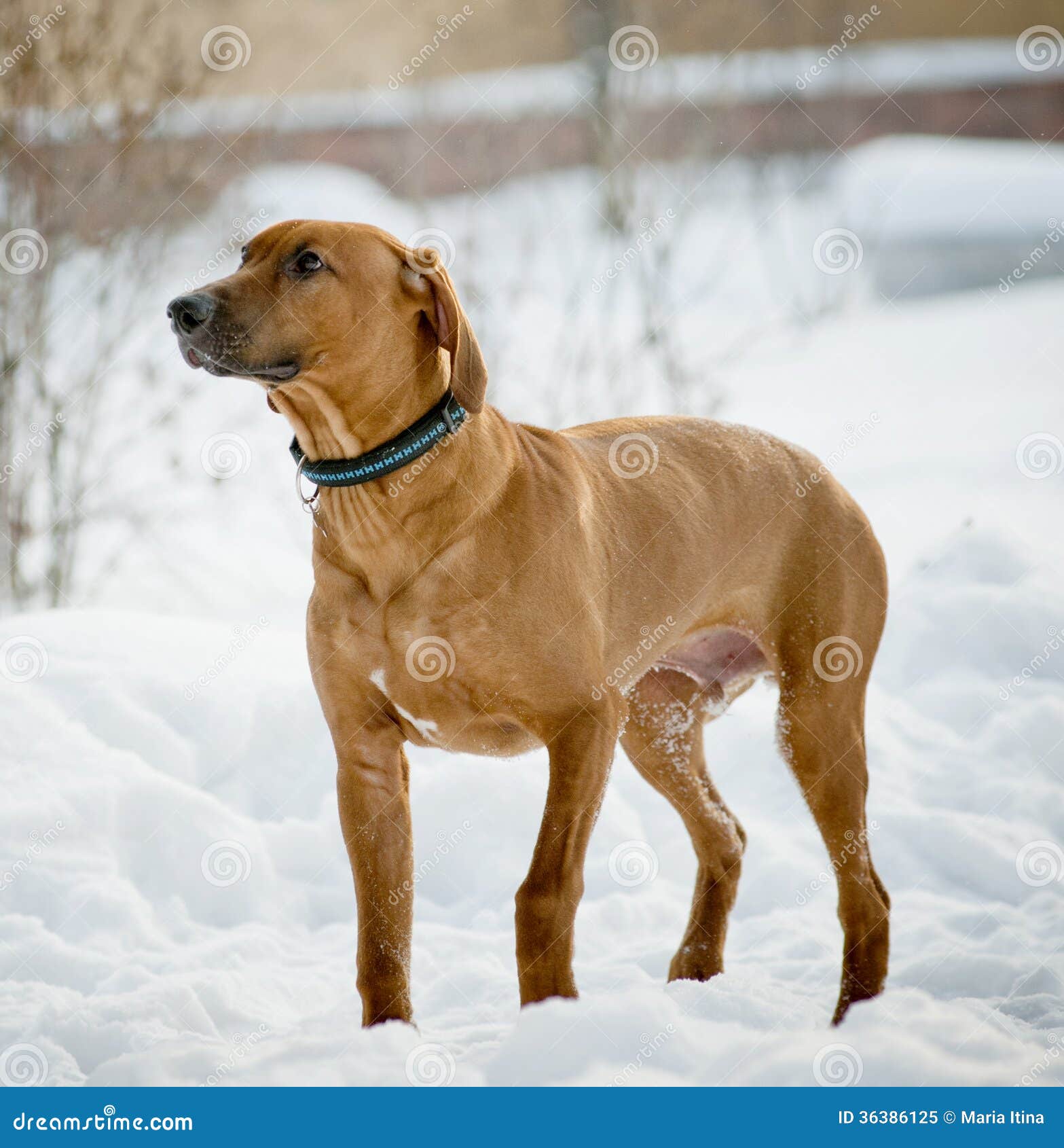 A Rhodesian Ridgeback dog stock image. Image of carnivore - 36386125