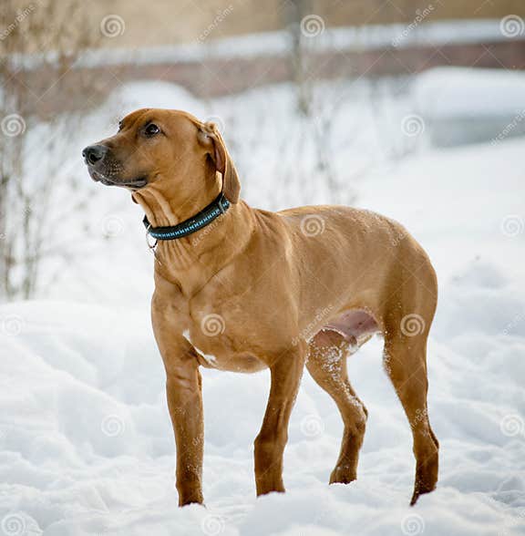 A Rhodesian Ridgeback dog stock image. Image of carnivore - 36386125