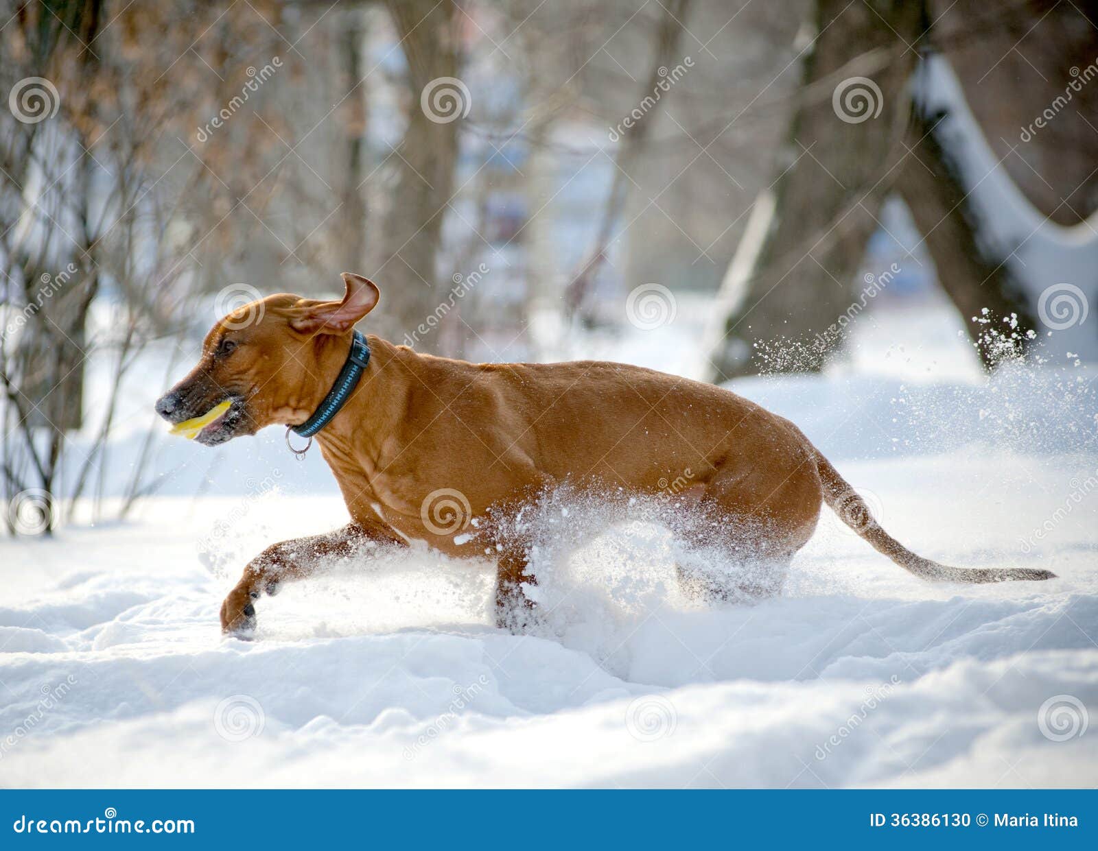 Rhodesian Ridgeback dog stock photo. Image of jumping - 36386130