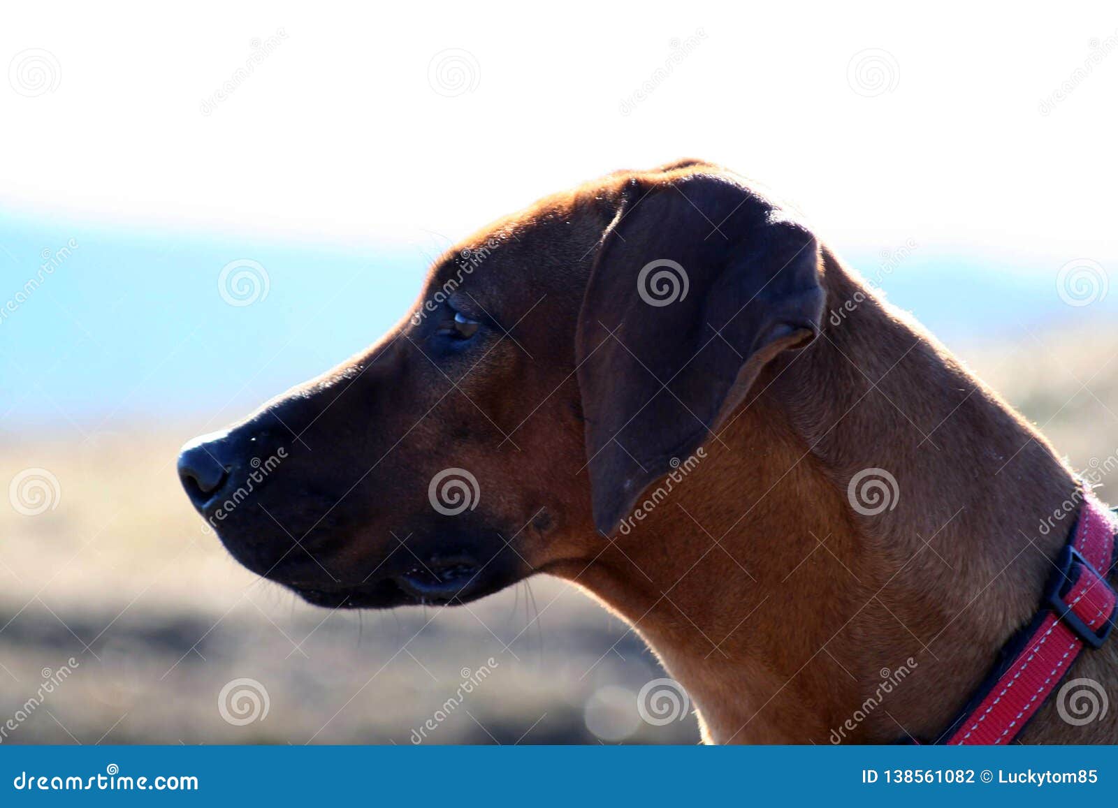 Rhodesian Ridgeback dog stock photo. Image of young - 138561082