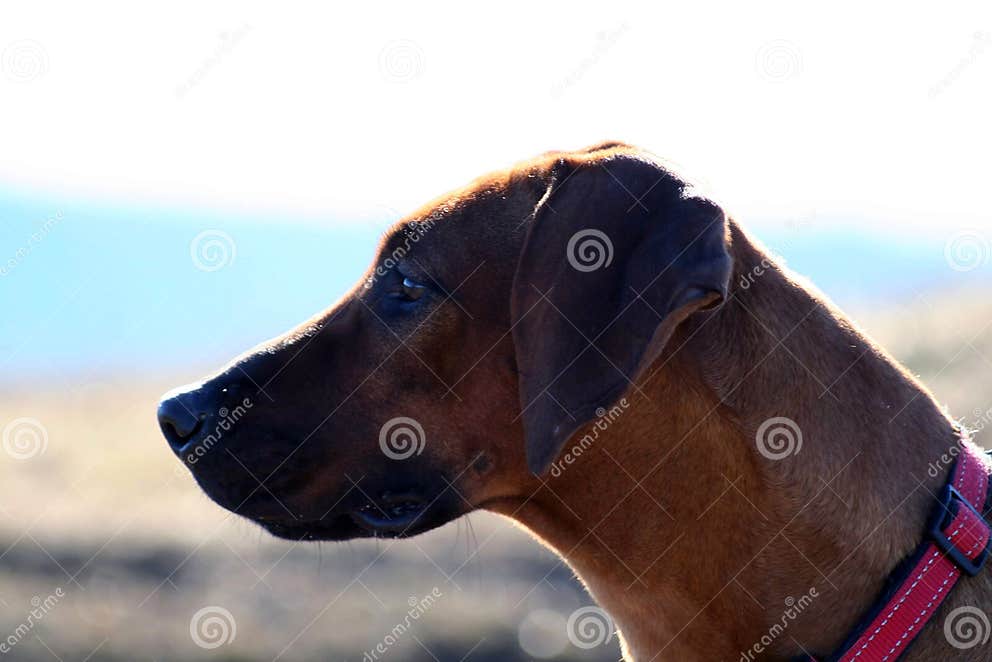 Rhodesian Ridgeback dog stock photo. Image of young - 138561082