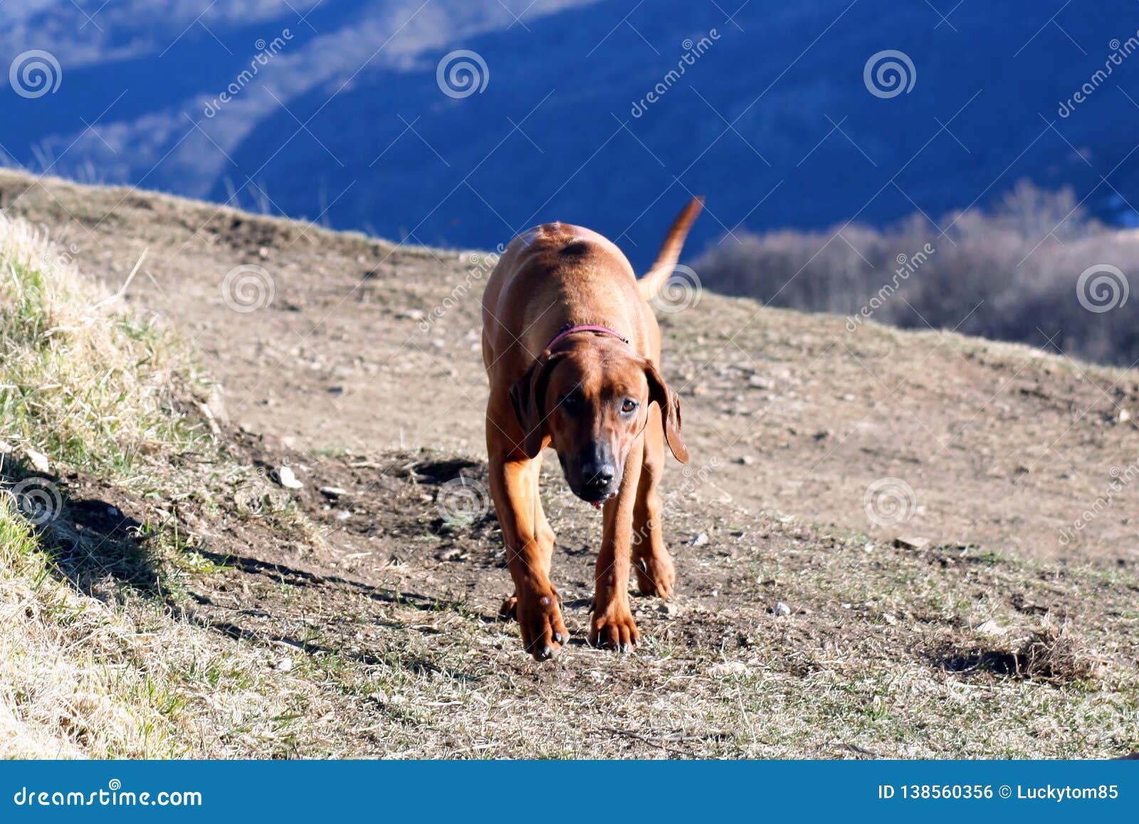 Rhodesian Ridgeback dog stock photo. Image of standard - 138560356