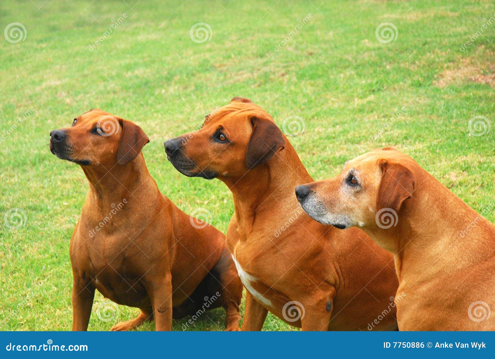 Rhodesian Ridgeback dogs stock photo. Image of alert, mammals - 7750886