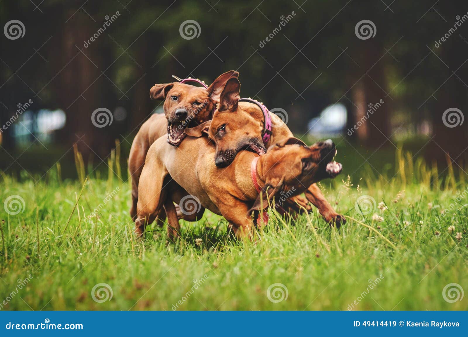 Rhodesian Ridgeback Dogs Playing in Summer Stock Image - Image of ...