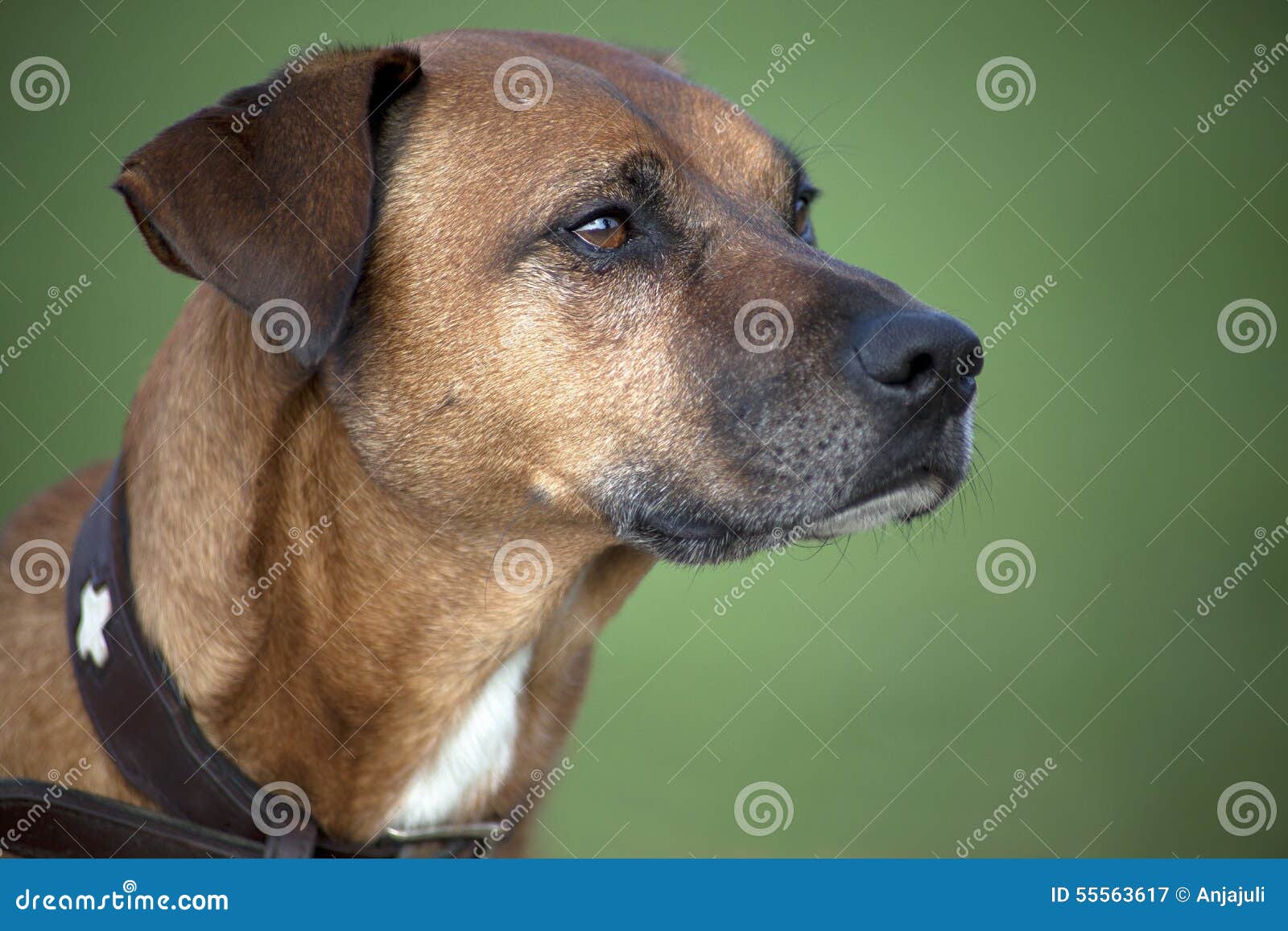 Rhodesian Ridgeback Dogs Portrait Stock Image - Image of eyes, face ...