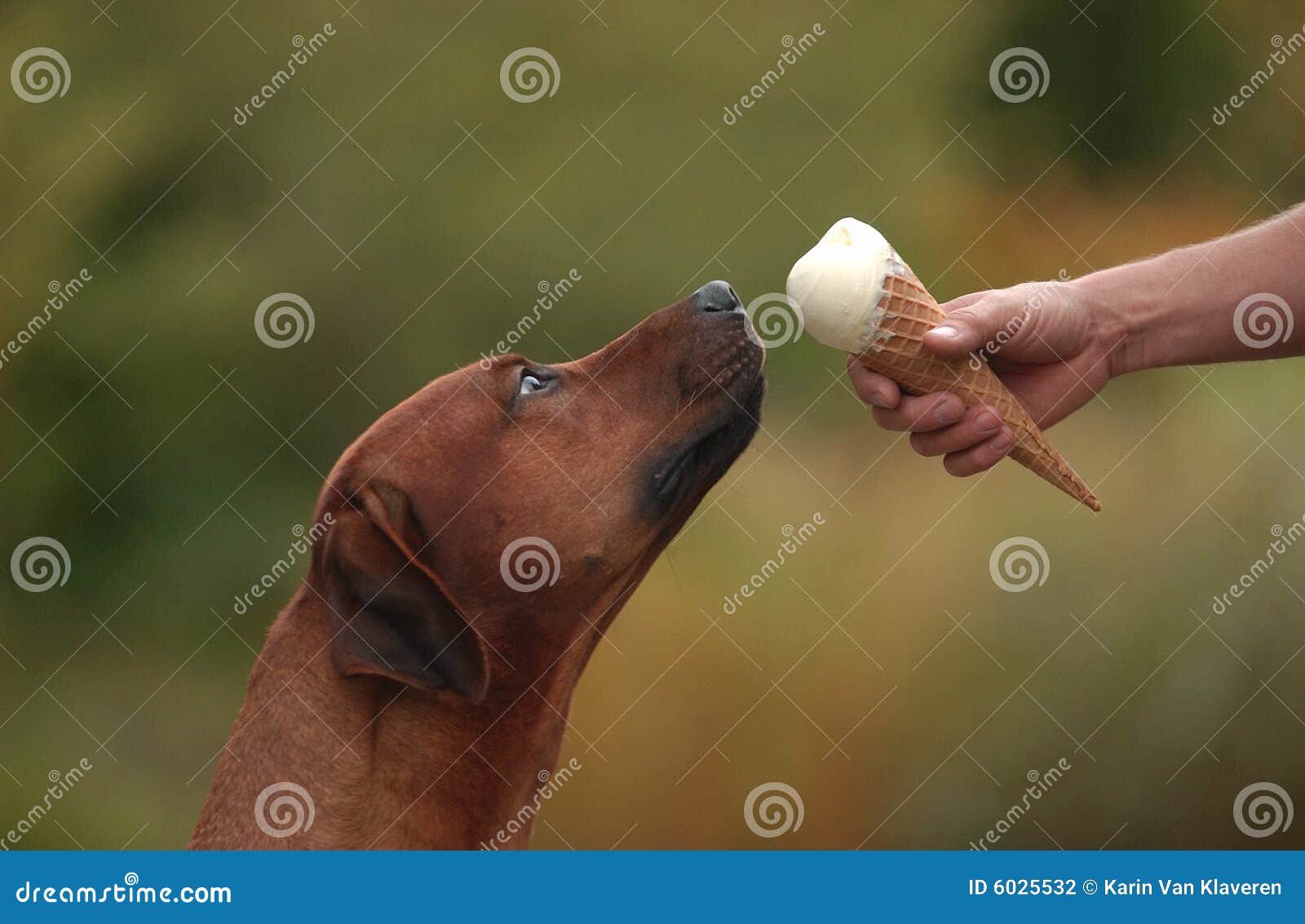 Rhodesian Ridgeback Eating Ice Stock Photo - Image of icecream, dogs ...