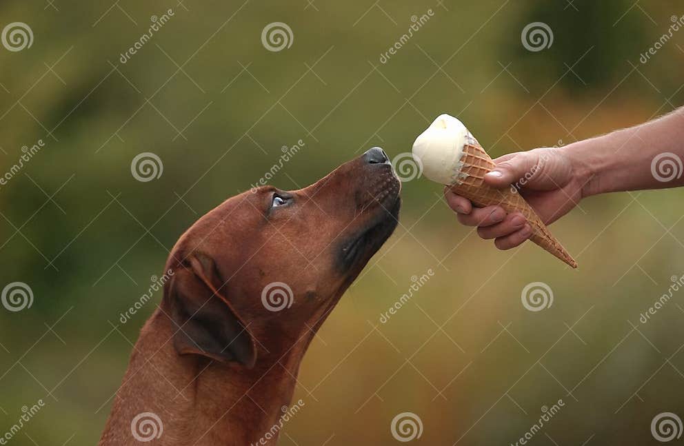 Rhodesian Ridgeback Eating Ice Stock Photo - Image of icecream, dogs ...