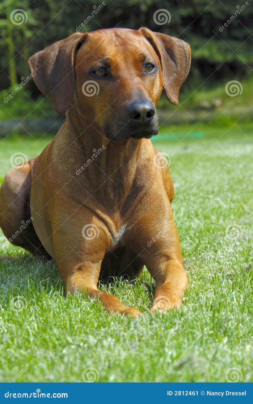 Rhodesian ridgeback female stock image. Image of look - 2812461