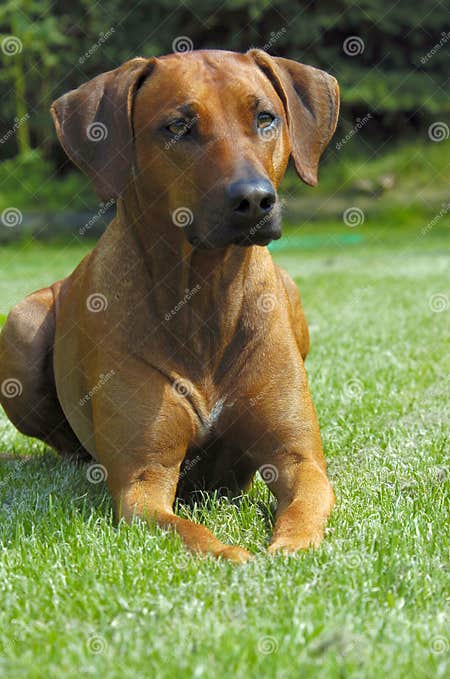 Rhodesian ridgeback female stock image. Image of look - 2812461