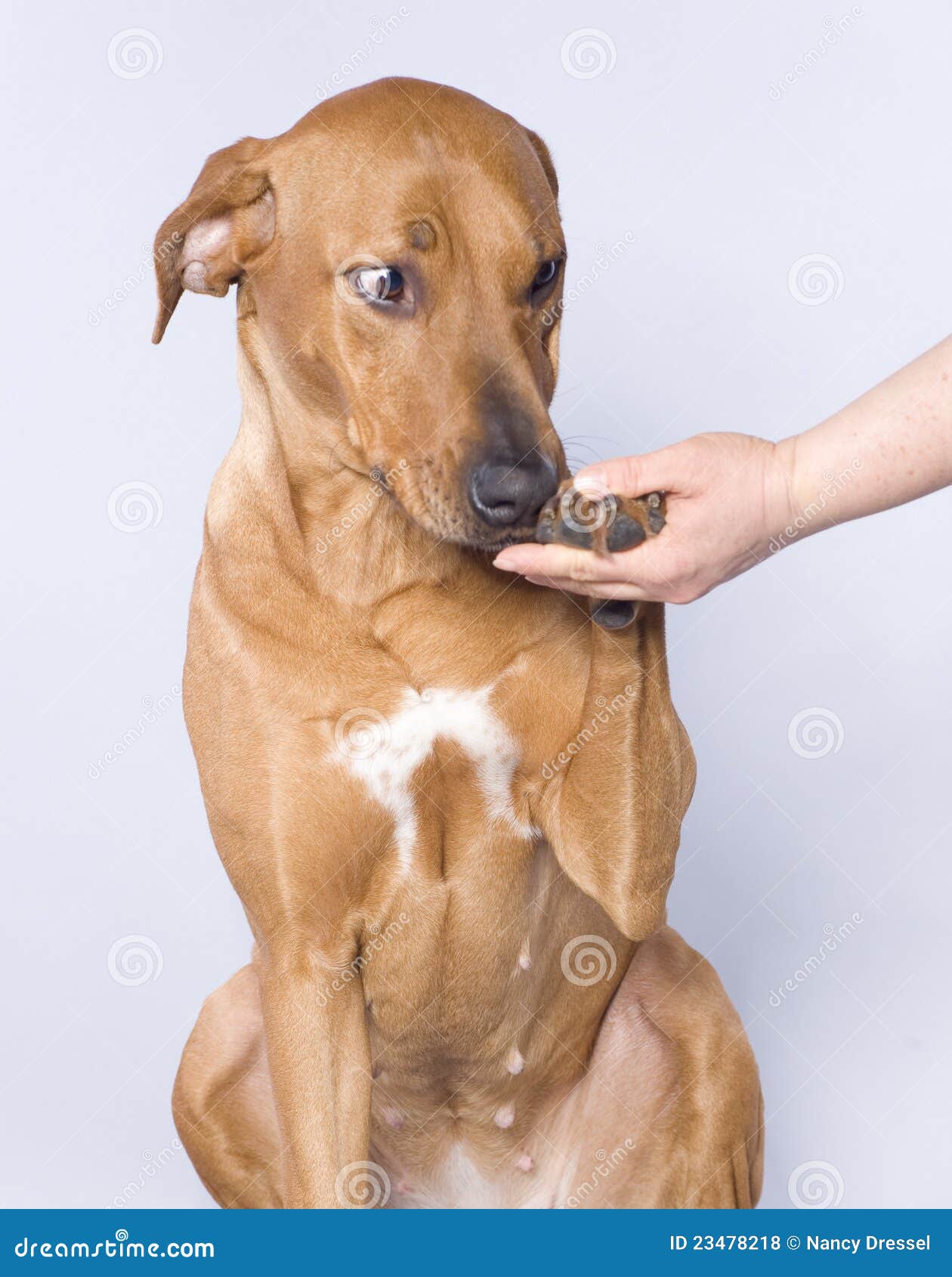 Rhodesian Ridgeback Female Dog, 4 Years Old Stock Photo - Image of hunt ...