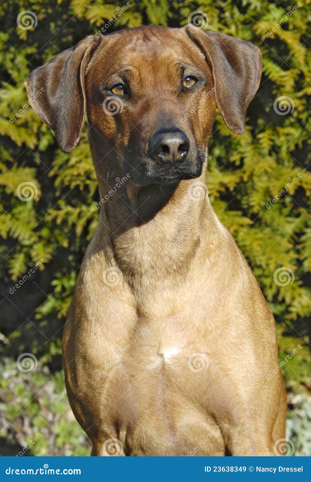 Rhodesian Ridgeback Female Dog, 4 Years Old Royalty Free Stock Images ...