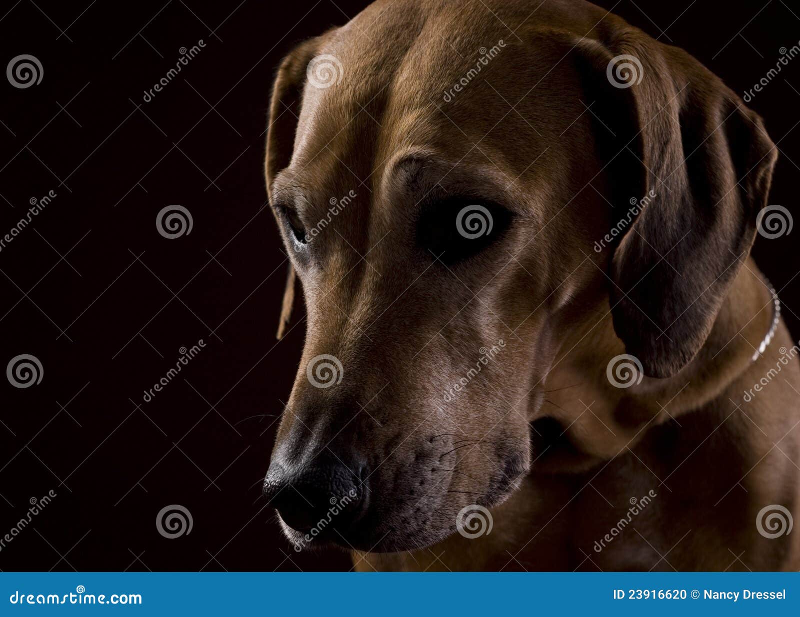 Rhodesian Ridgeback Female Dog 8,lowkey Headshoot Stock Photo - Image ...