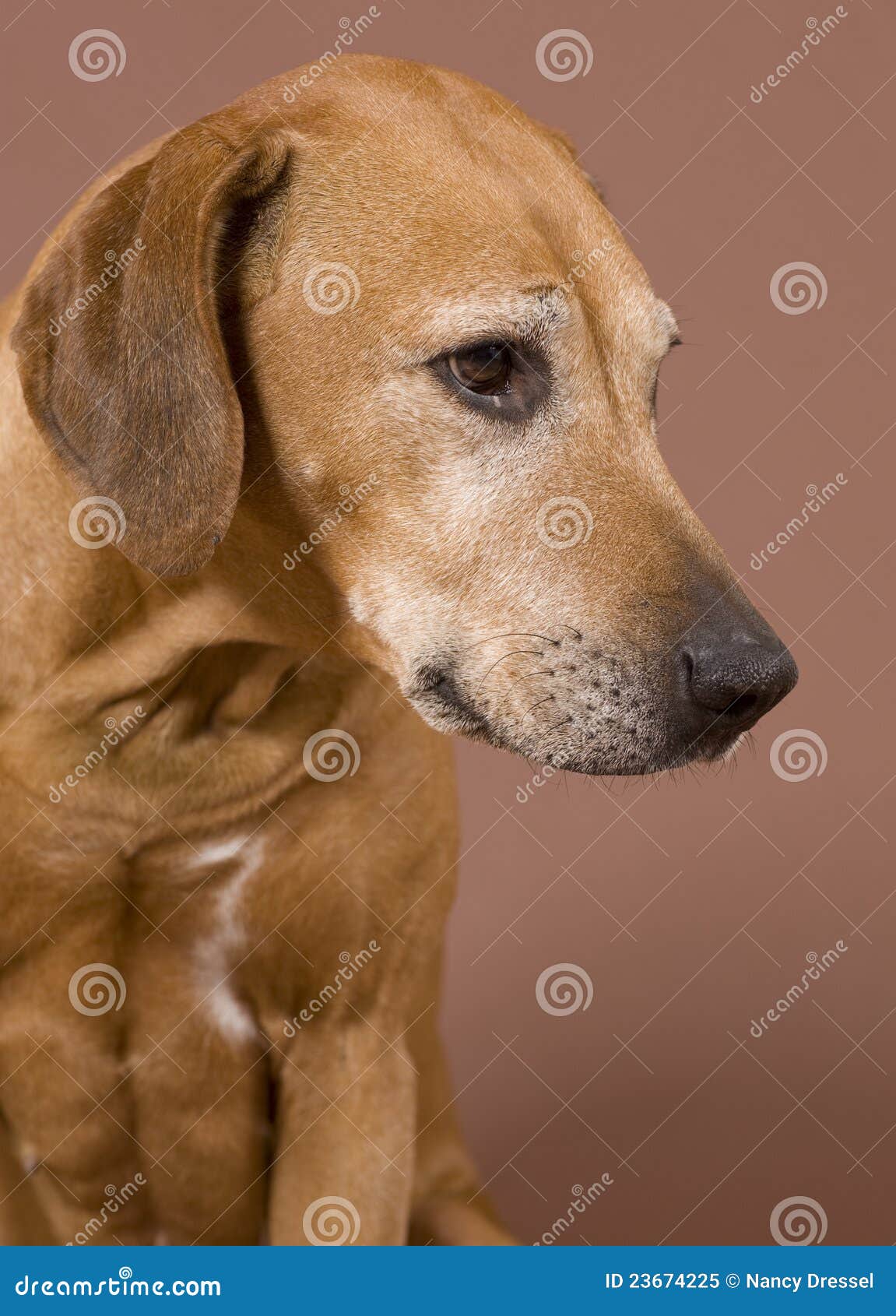 Rhodesian Ridgeback Female Dog, 8 Years Old Royalty Free Stock Photo ...