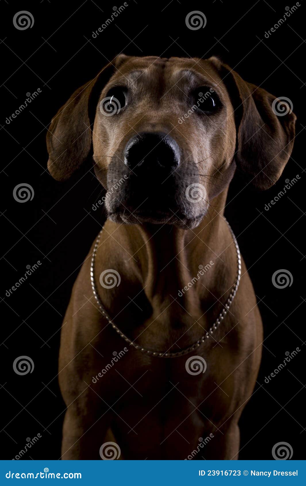 Rhodesian Ridgeback Female Dog, Lowkey Headshoot Stock Image - Image of ...