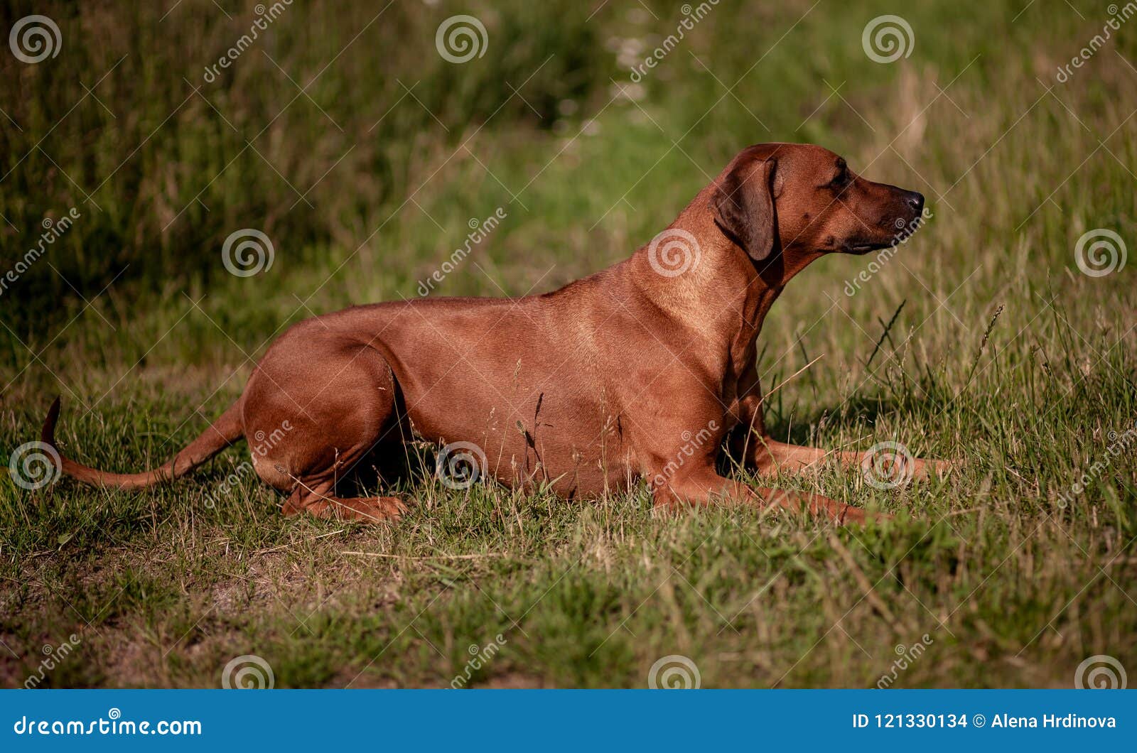 Rhodesian Ridgeback Female - Dog Lying on the Grass Stock Photo - Image ...