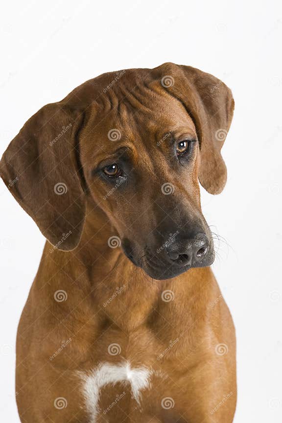 Rhodesian Ridgeback Female Portrait Stock Image - Image of domestic ...
