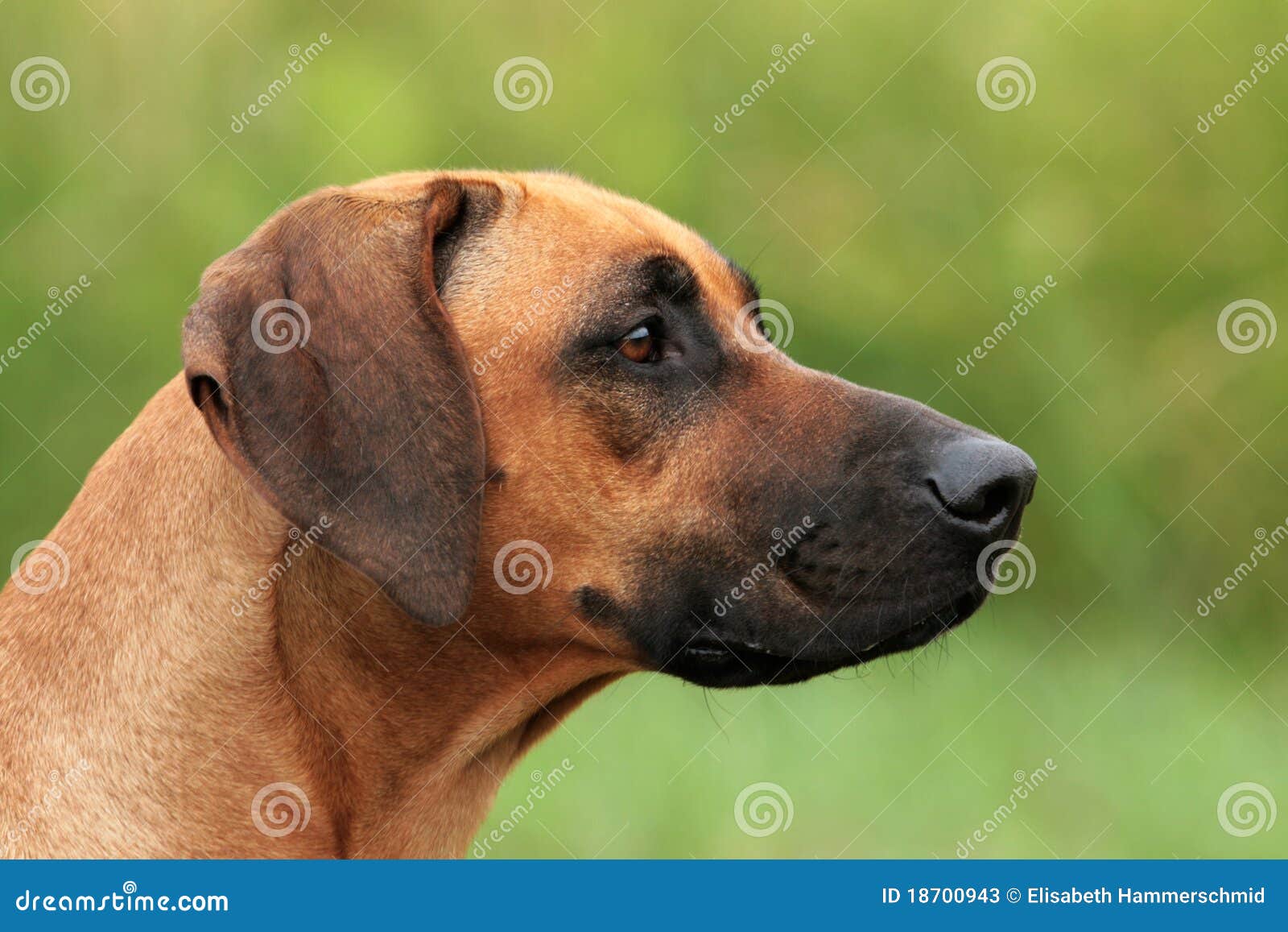 Rhodesian Ridgeback Female Portrait Stock Image - Image of domestic ...