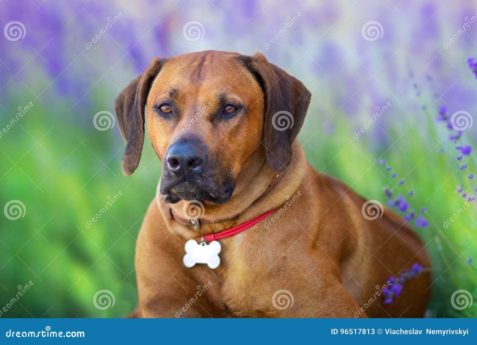 Rhodesian Ridgeback in Flowers Stock Image - Image of animal, portrait ...
