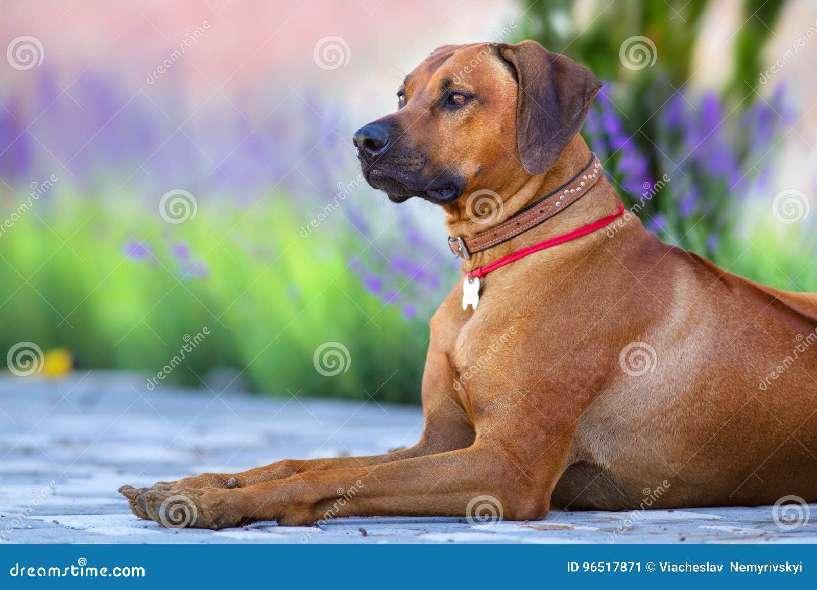 Rhodesian Ridgeback in Flowers Stock Image - Image of rhodesian ...