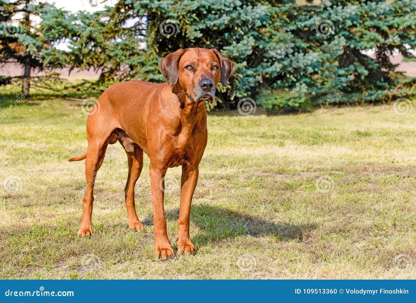 Rhodesian Ridgeback Full Face. Stock Photo - Image of hunting, domestic ...