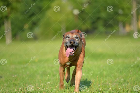 Rhodesian Ridgeback with a Gray Muzzle Stock Image - Image of carnivore ...