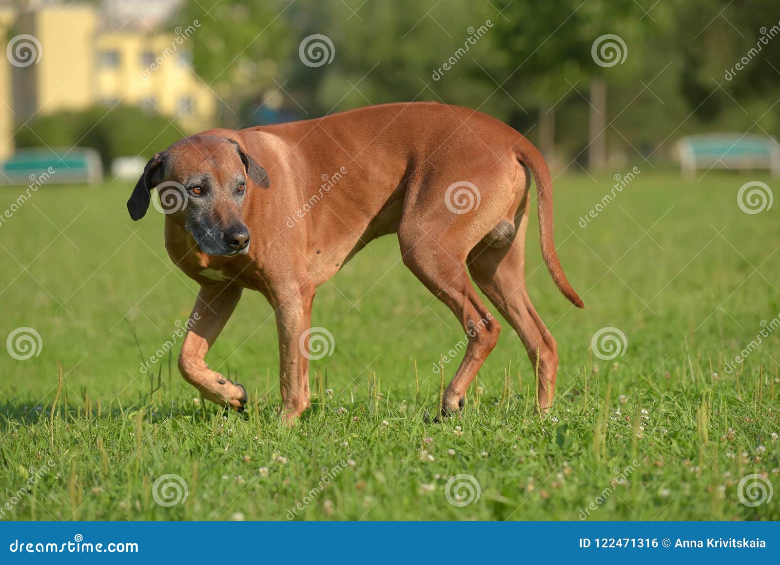 Rhodesian Ridgeback with a Gray Muzzle Stock Photo - Image of ...