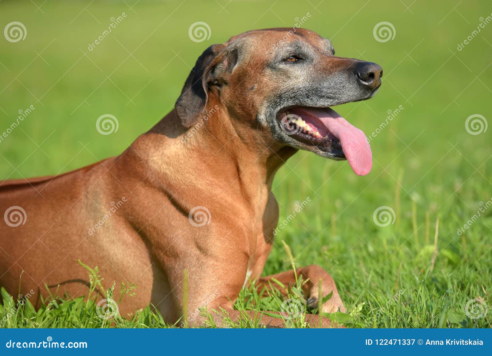 Rhodesian Ridgeback with a Gray Muzzle Stock Image - Image of alert ...