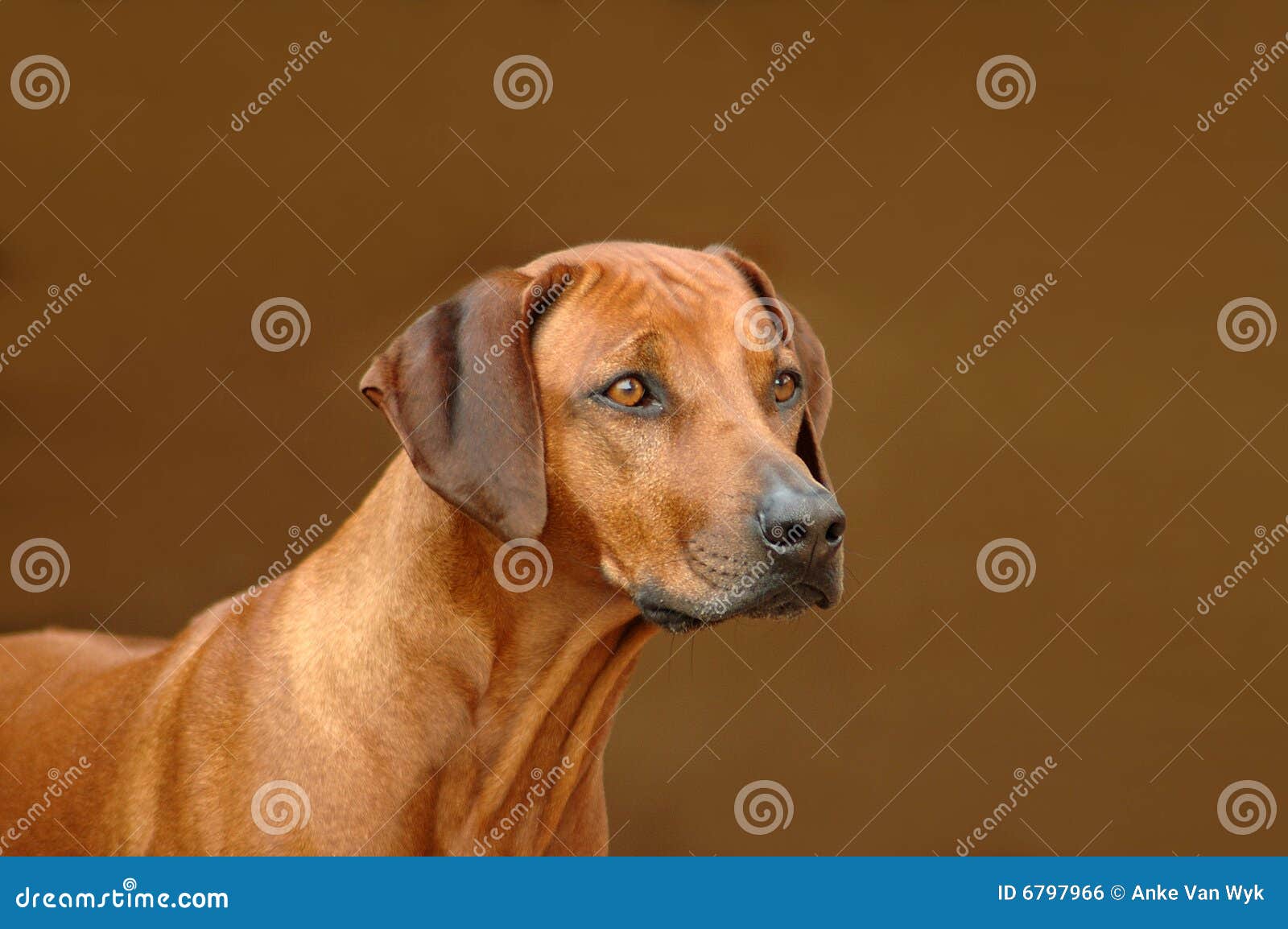 Rhodesian Ridgeback on Guard Stock Photo - Image of domestic, brown ...