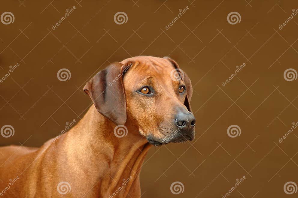 Rhodesian Ridgeback on Guard Stock Photo - Image of domestic, brown ...