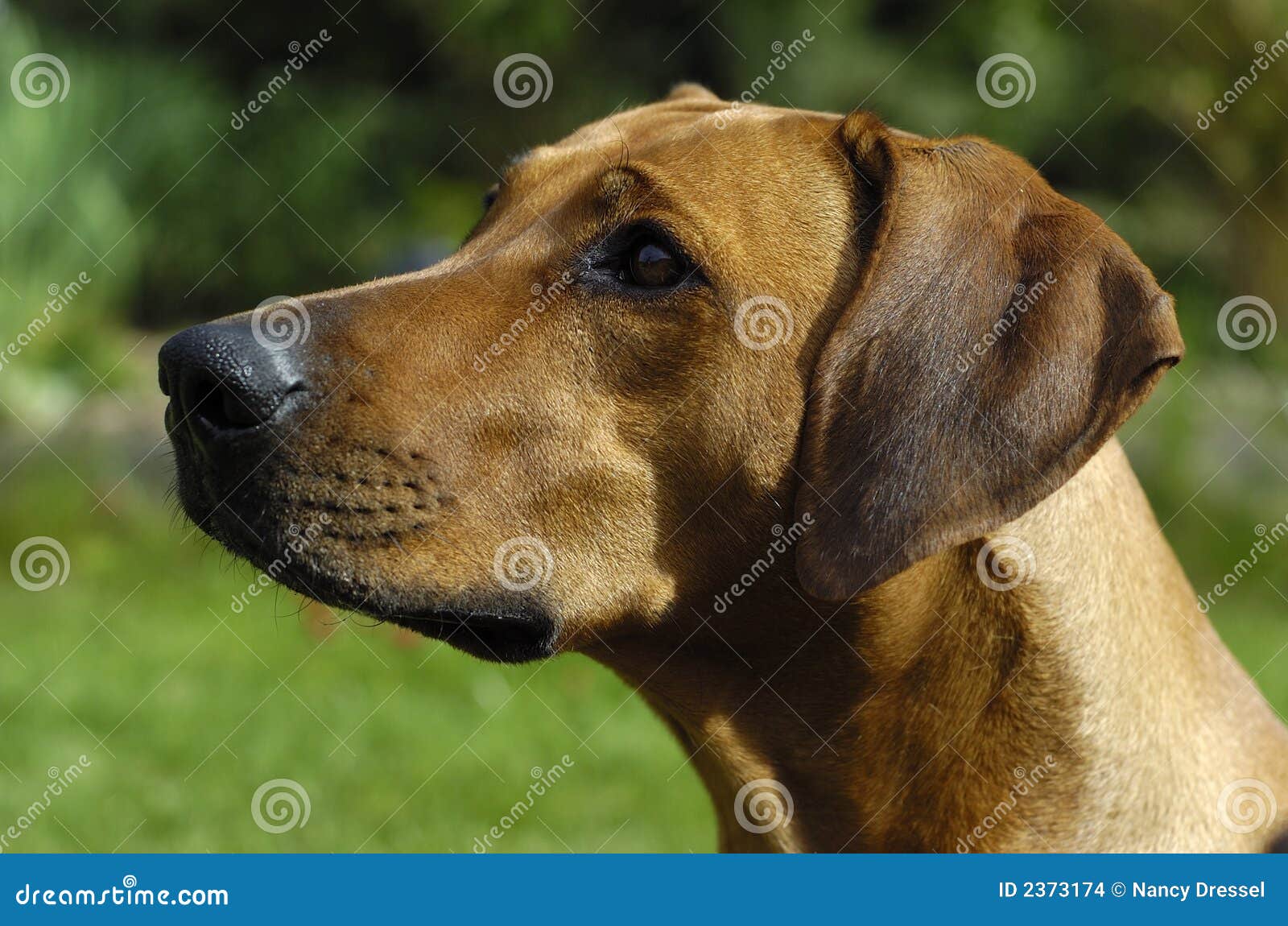 Rhodesian ridgeback head stock photo. Image of elegance - 2373174