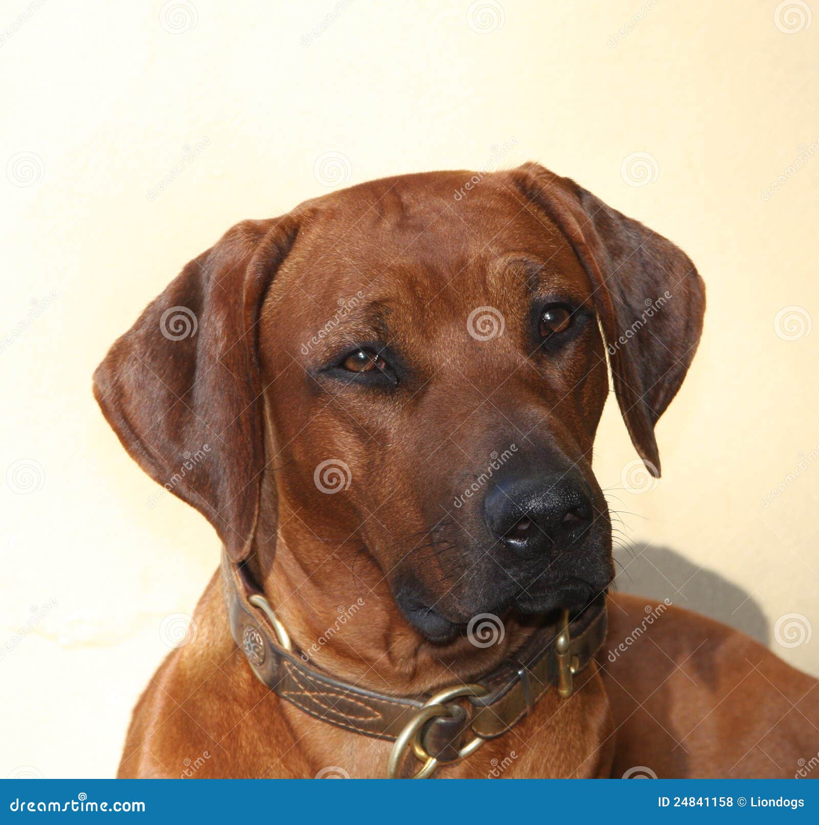 Rhodesian Ridgeback head stock photo. Image of impression - 24841158