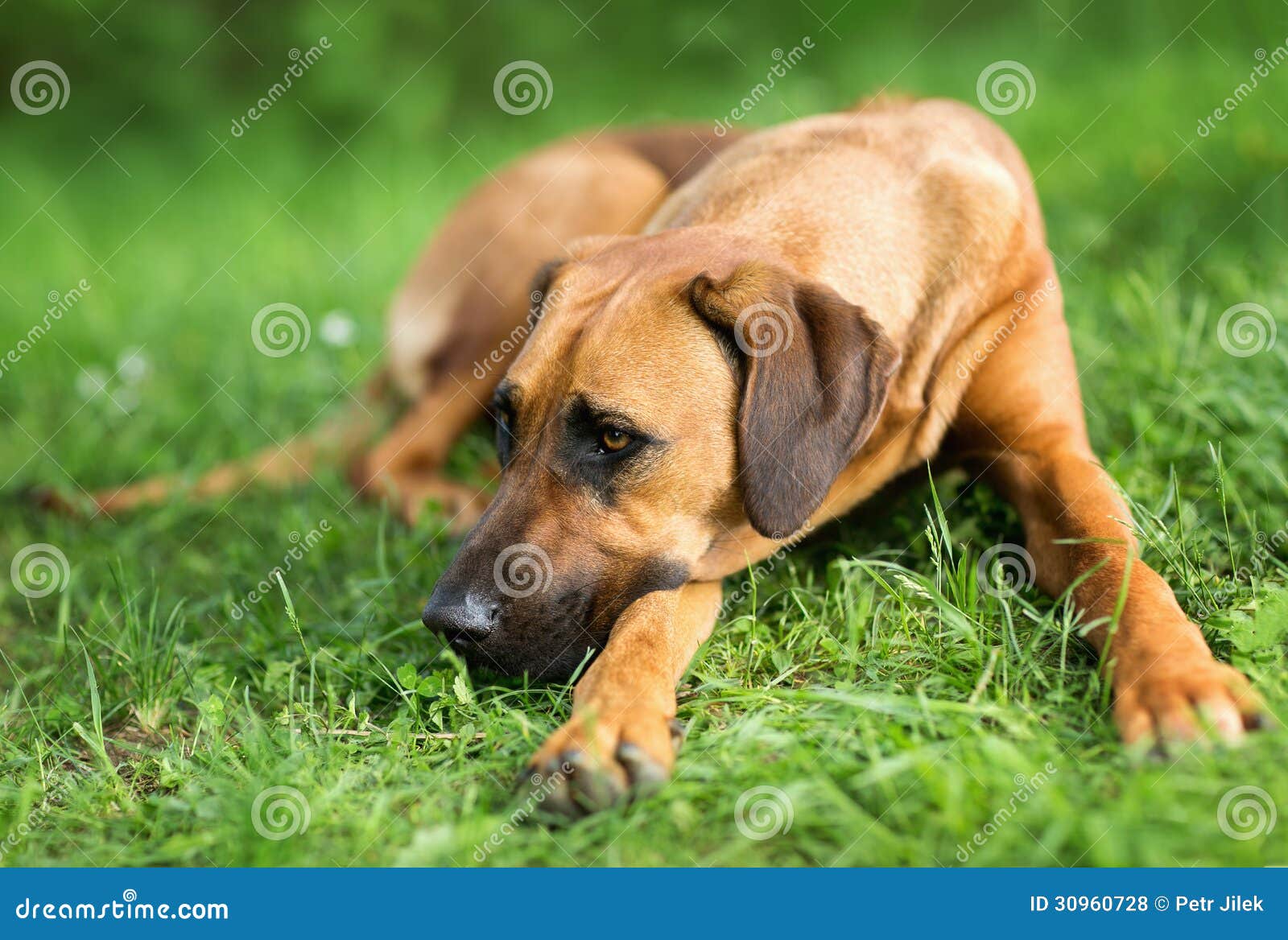Rhodesian ridgeback hond stock foto. Image of gezicht - 30960728