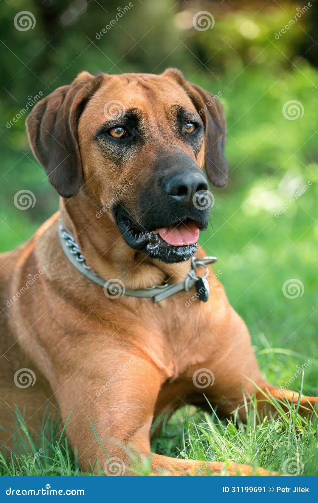 Rhodesian ridgeback hond stock afbeelding. Image of aanbiddelijk - 31199691
