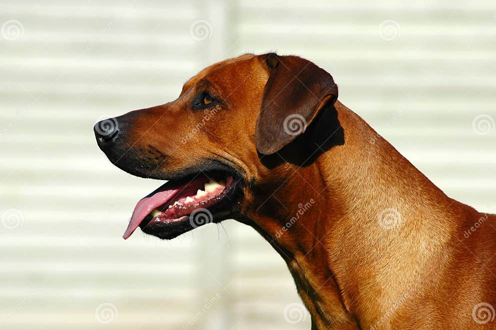 Rhodesian Ridgeback Hound Dog Stock Photo - Image of muzzle, tongue ...